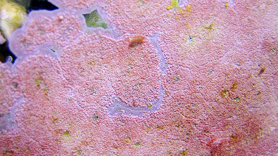 Cementing Coral Reefs - Great Barrier Reef Foundation - Great Barrier ...