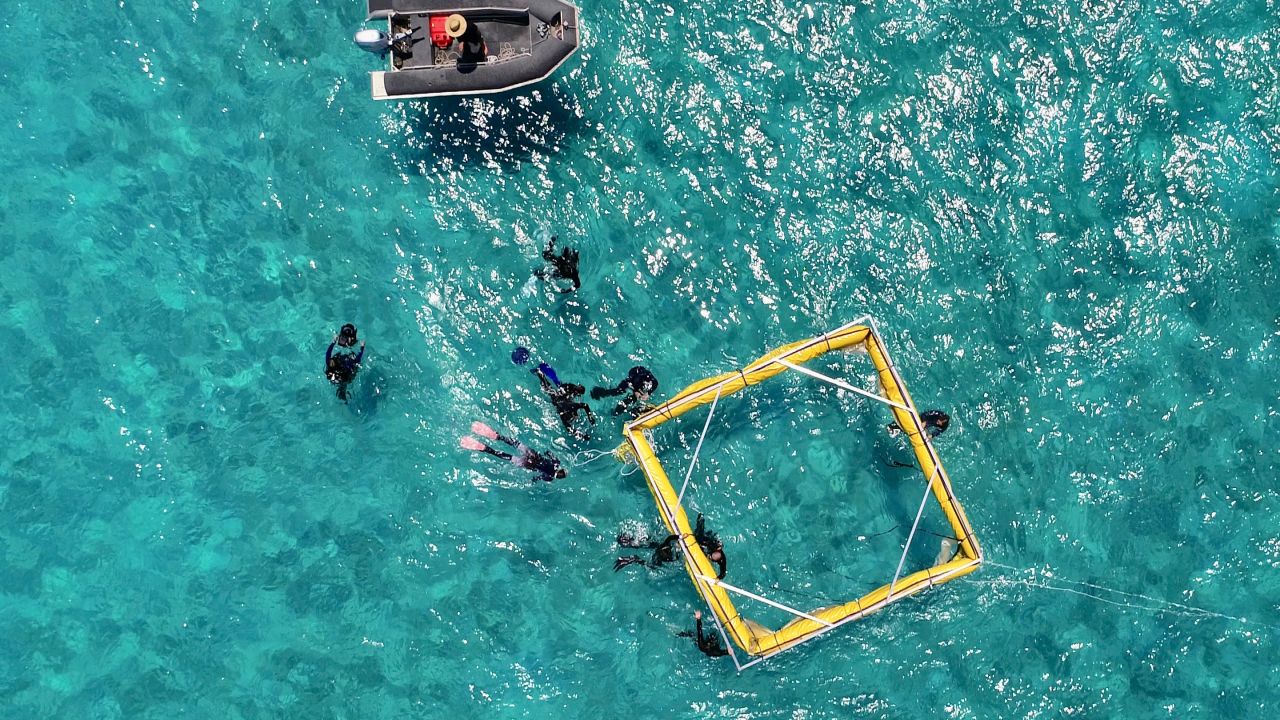 Biggest coral reseeding project deployed as Great Barrier Reef spawns ...