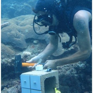 Cementing Coral Reefs - Great Barrier Reef Foundation - Great Barrier ...