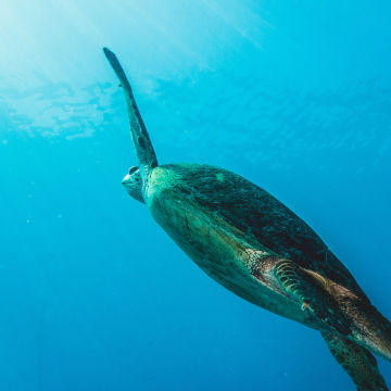 10 fascinating facts about sea turtles - Great Barrier Reef Foundation USA