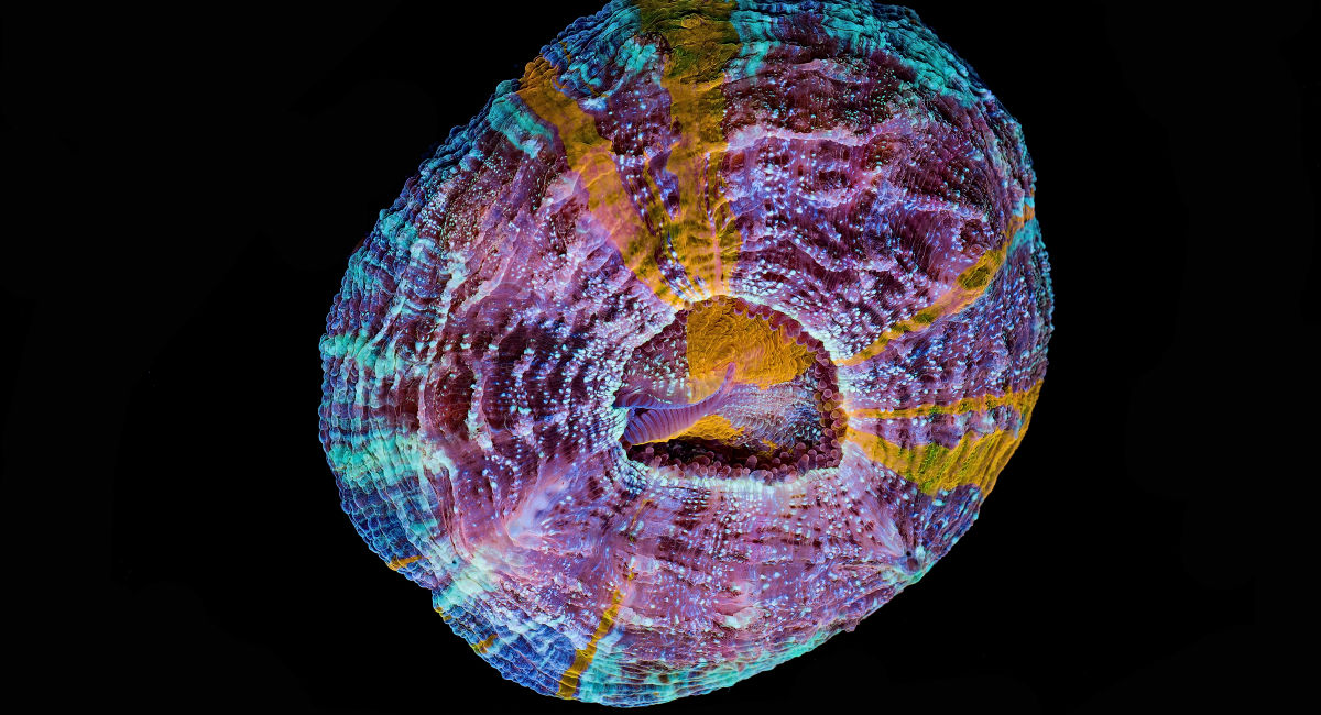 Coral Fluorescence - Great Barrier Reef Foundation USA