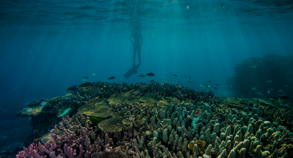 Great Barrier Reef Foundation USA - Great Barrier Reef Foundation USA