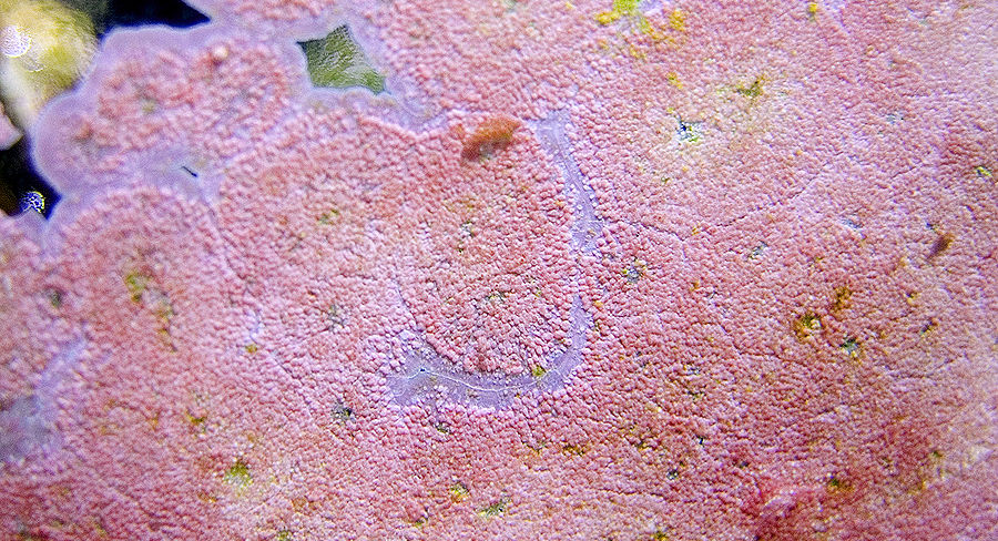 Cementing Coral Reefs - Great Barrier Reef Foundation - Great Barrier ...