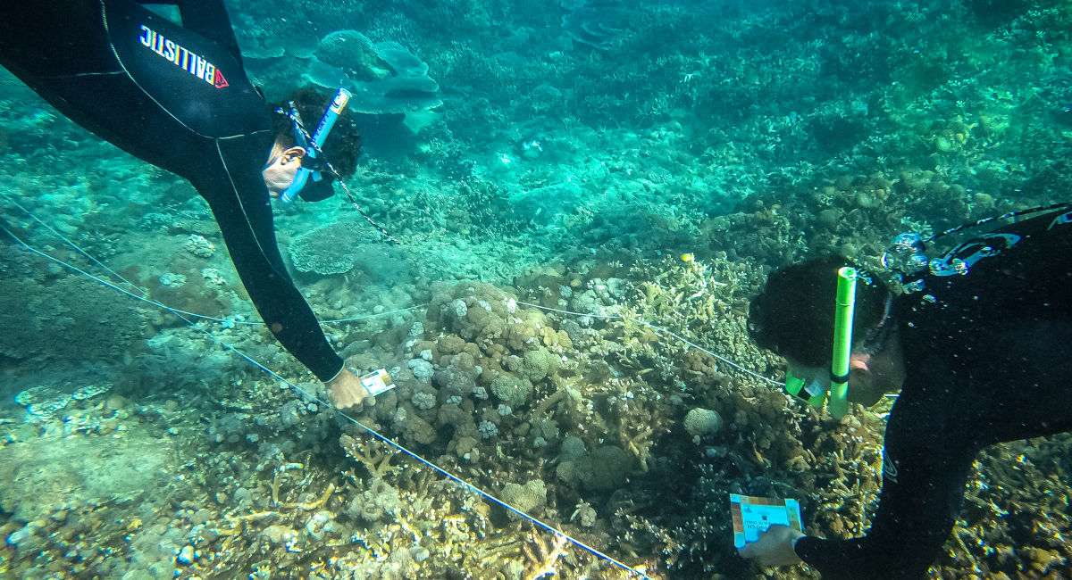 Reef Storytellers - Coral Watch - Great Barrier Reef Foundation USA