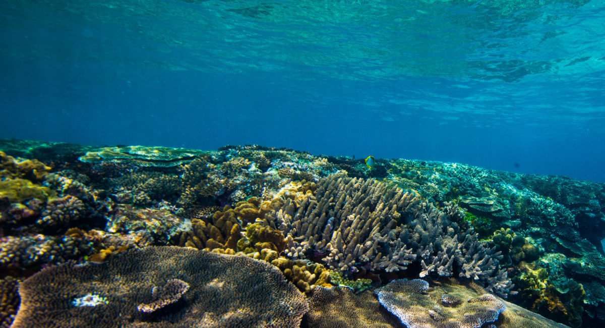 Research to protect island ‘ark’ from climate change - Great Barrier ...